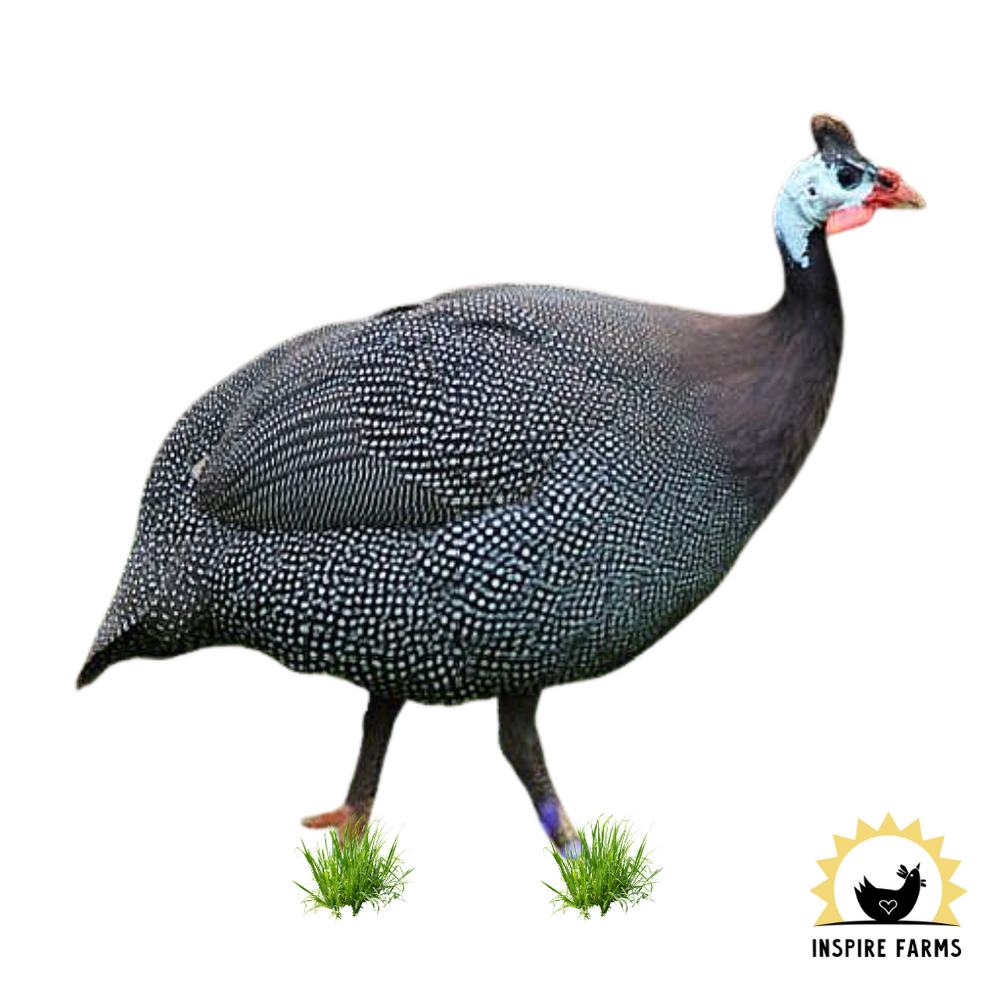 Livestock — Inspire Farms