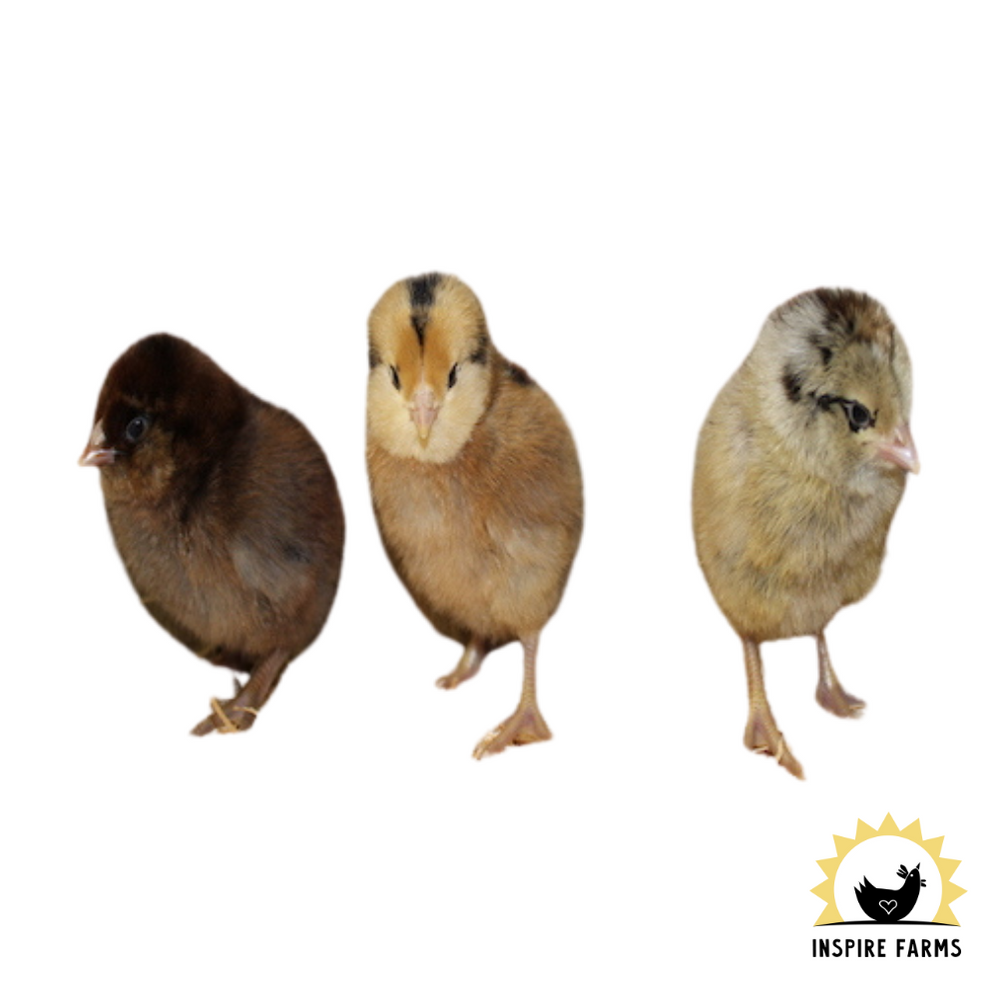 Livestock — Inspire Farms