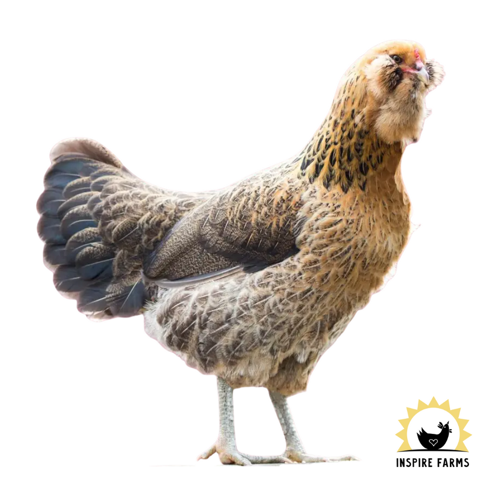 Inspire Farms - Happy, Healthy, Organic