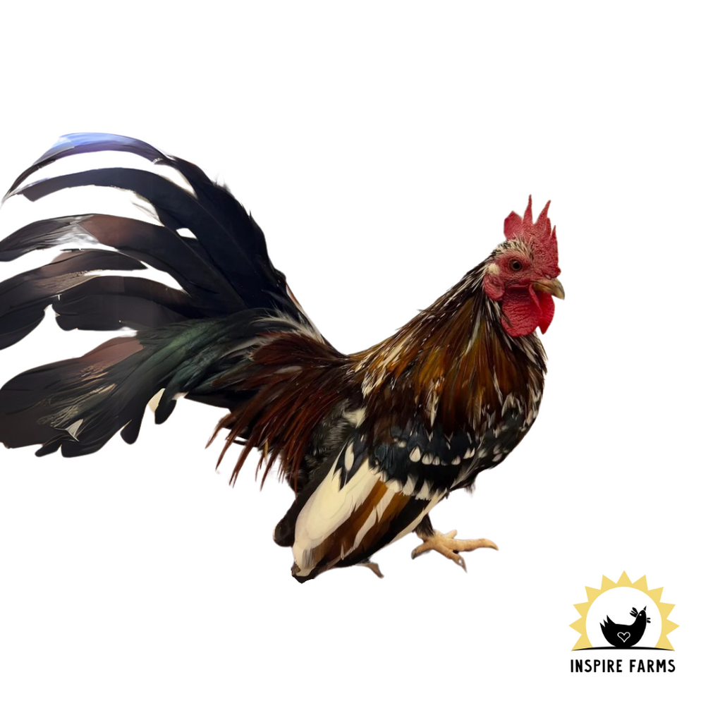 Serama — Inspire Farms