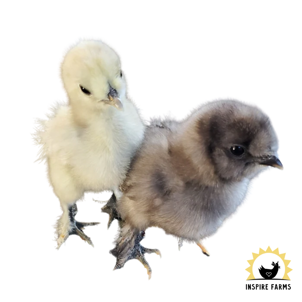 Assorted Silkie Chicks — Inspire Farms