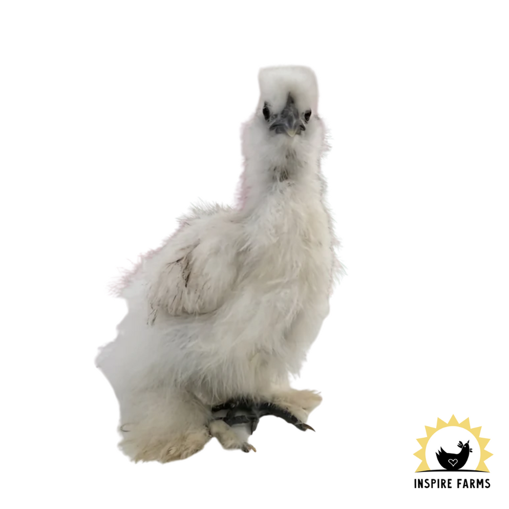 Assorted Silkie Chicks — Inspire Farms