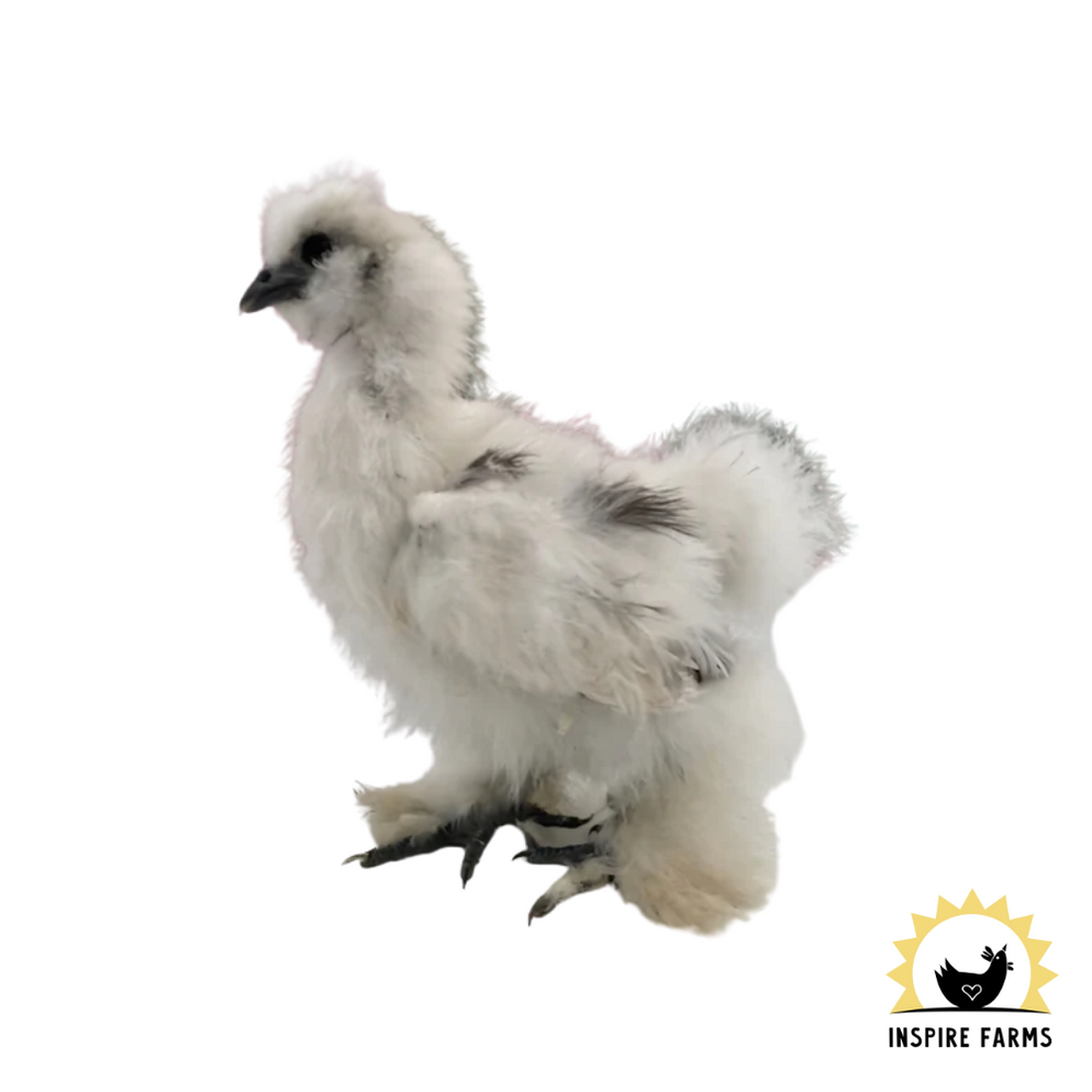 Assorted Silkie Chicks — Inspire Farms