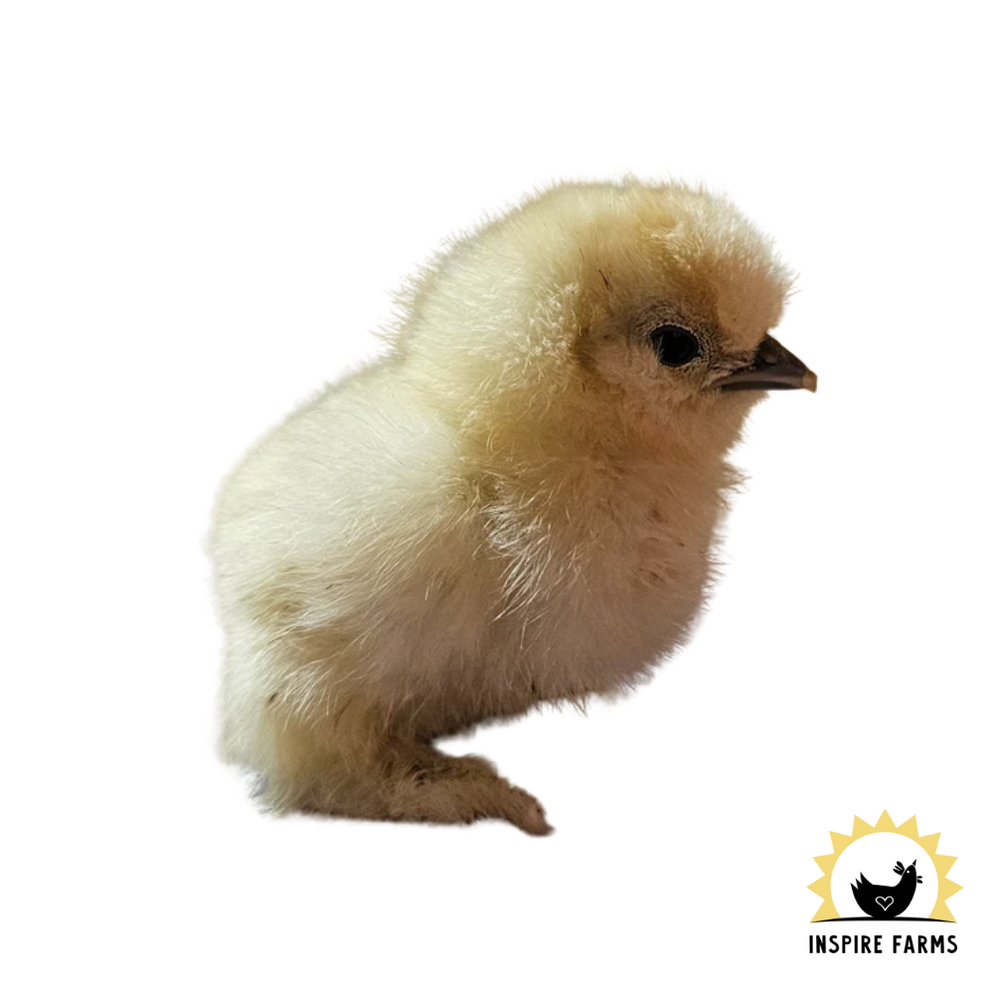 Assorted Silkie Chicks — Inspire Farms