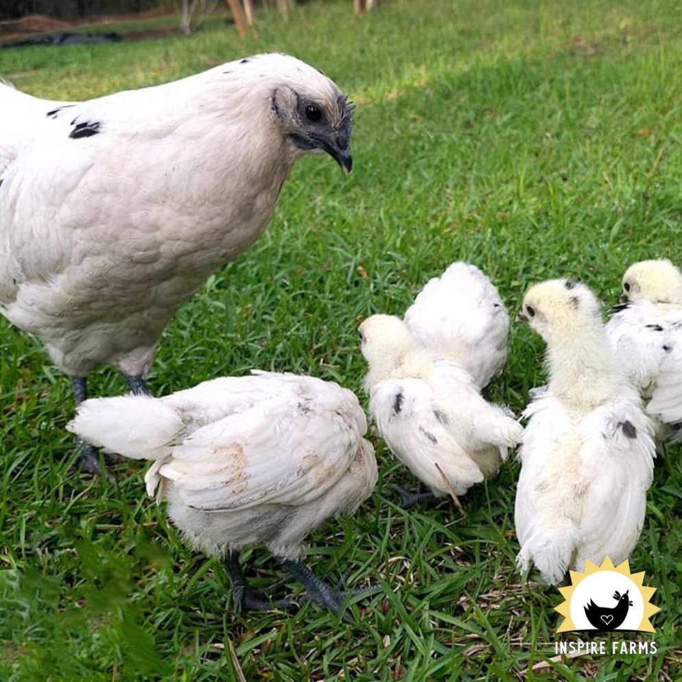 Ayam Cemani rare breed at Inspire Farms