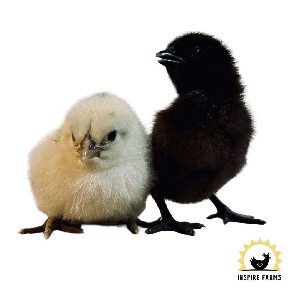 Ayam Cemani rare breed at Inspire Farms