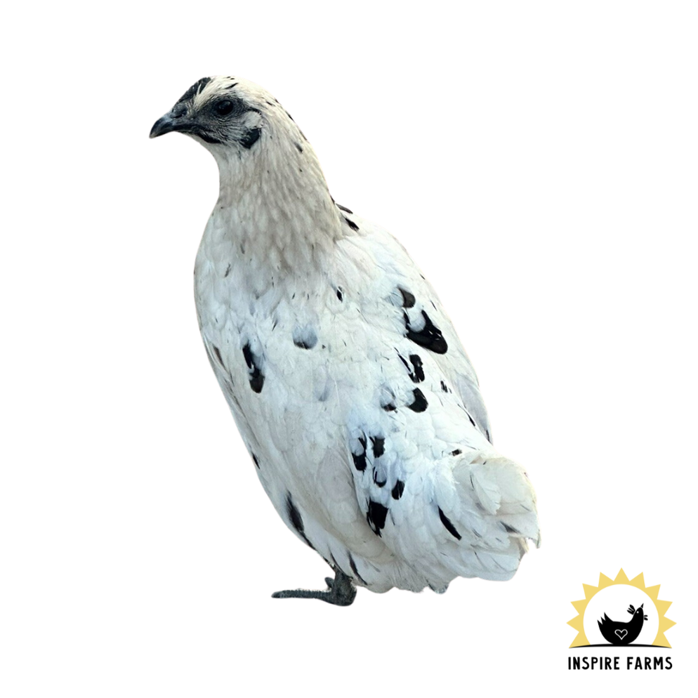 Ayam Cemani rare breed at Inspire Farms