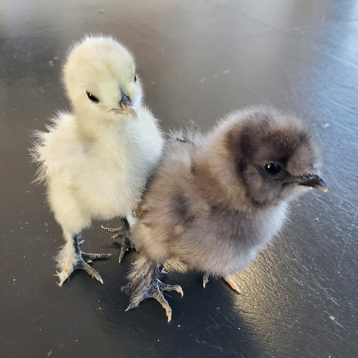 Assorted Silkie Chicks – Inspire Farms