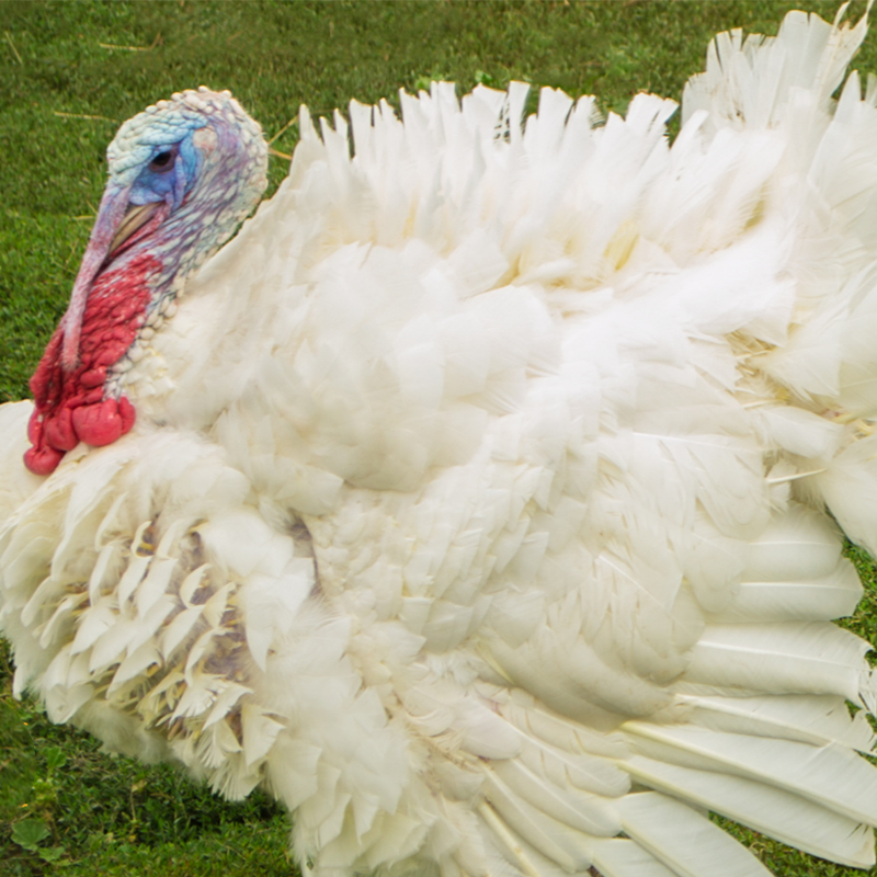 Livestock – Inspire Farms