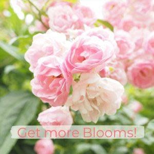 Modesto Milling Organic Alfalfa Pellets 40lb – Inspire Farms