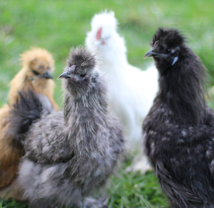 Assorted Silkie Chicks – Inspire Farms
